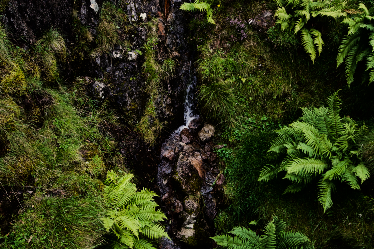 Semaine nationale de l’arbre et des forêts - Le Délit